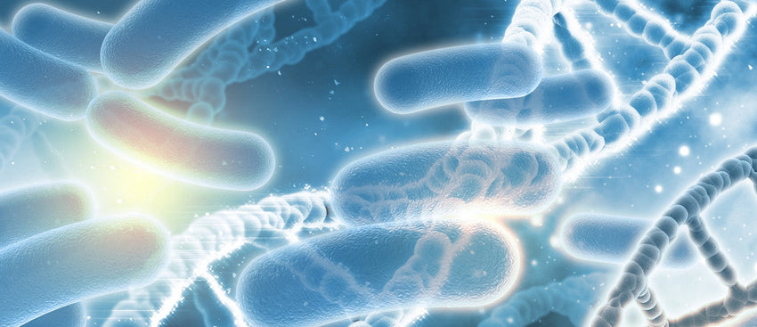 Butyrate and constipation: how it can help improve intestinal transit ...